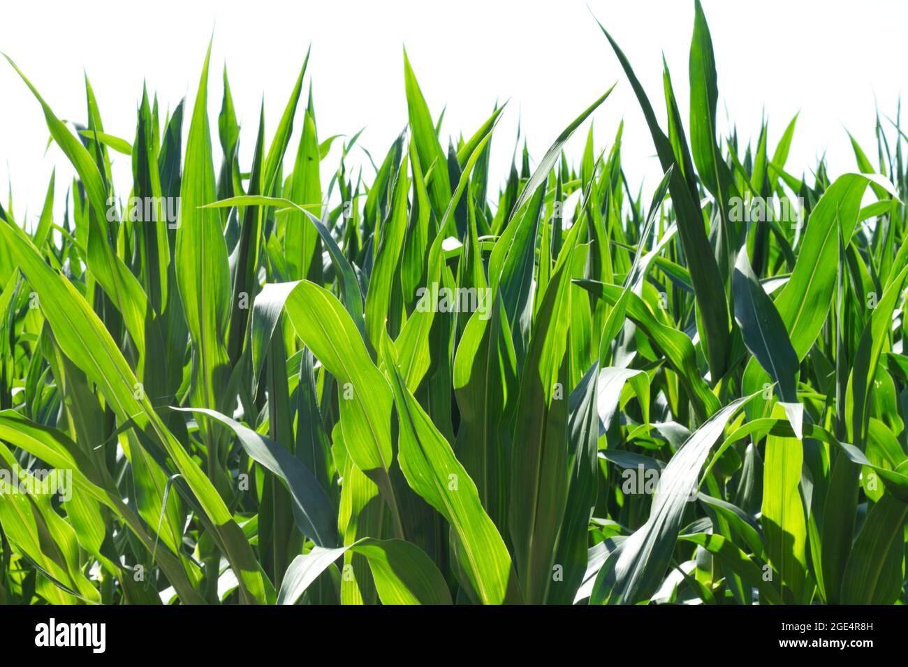 Leaves only hi-res stock photography and images - Alamy