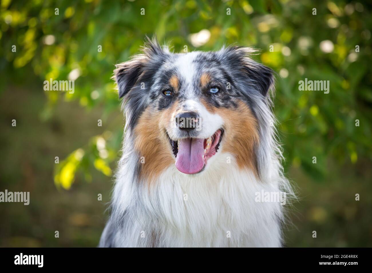 Blue merle hi-res stock photography and images - Alamy