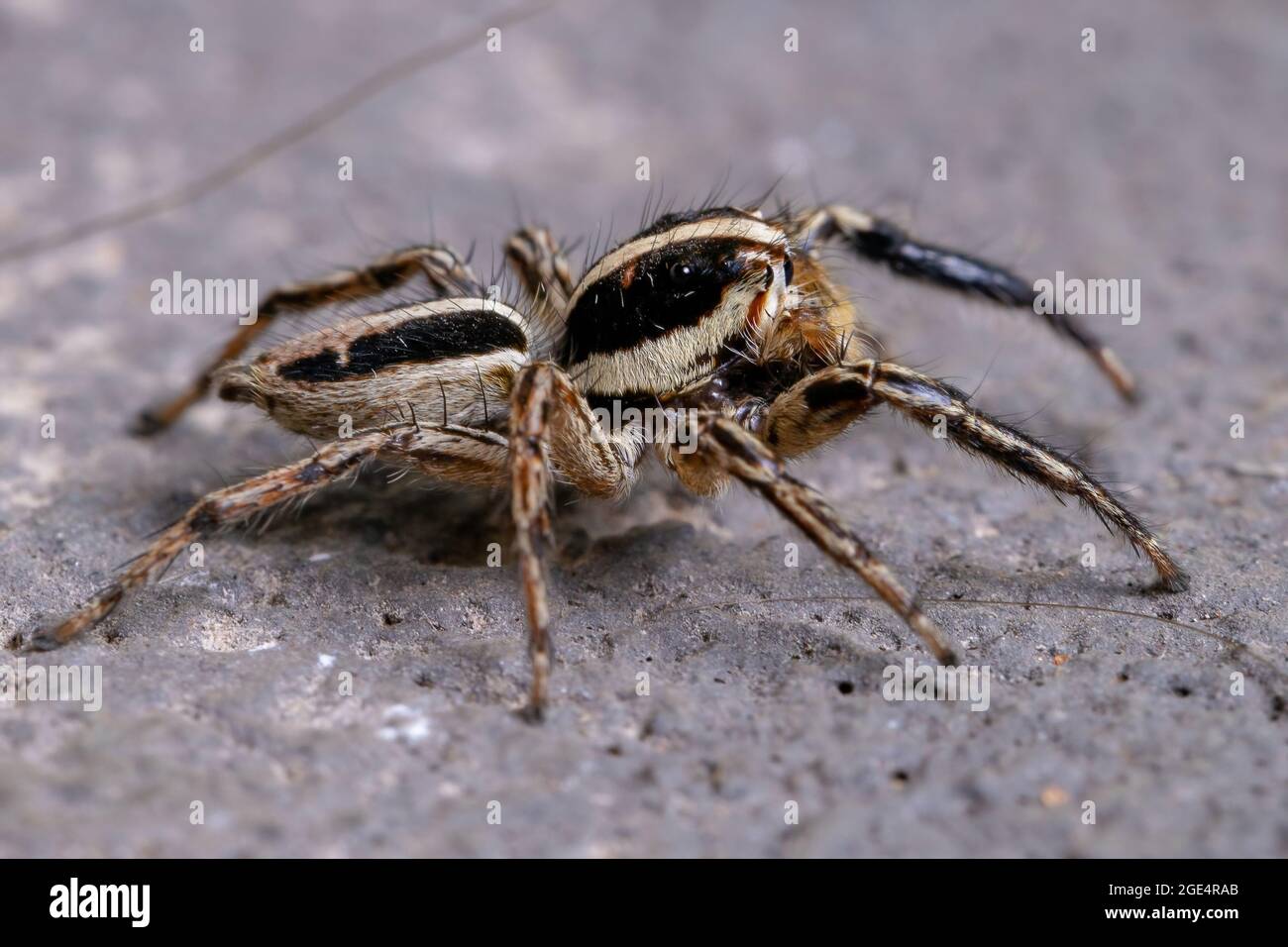 Plexippus paykulli hi-res stock photography and images - Alamy