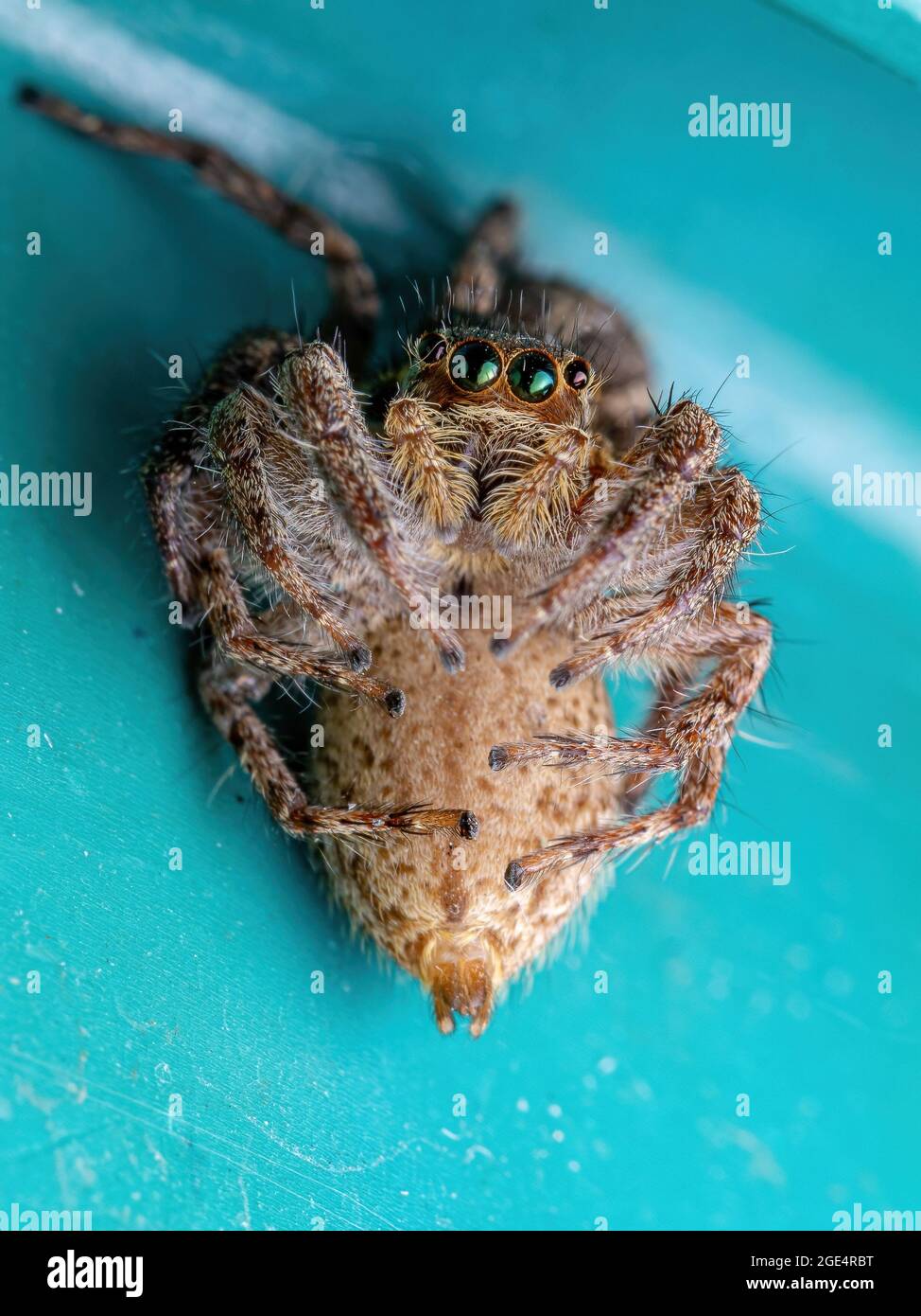Female Adult Pantropical Jumping Spider of the species Plexippus ...