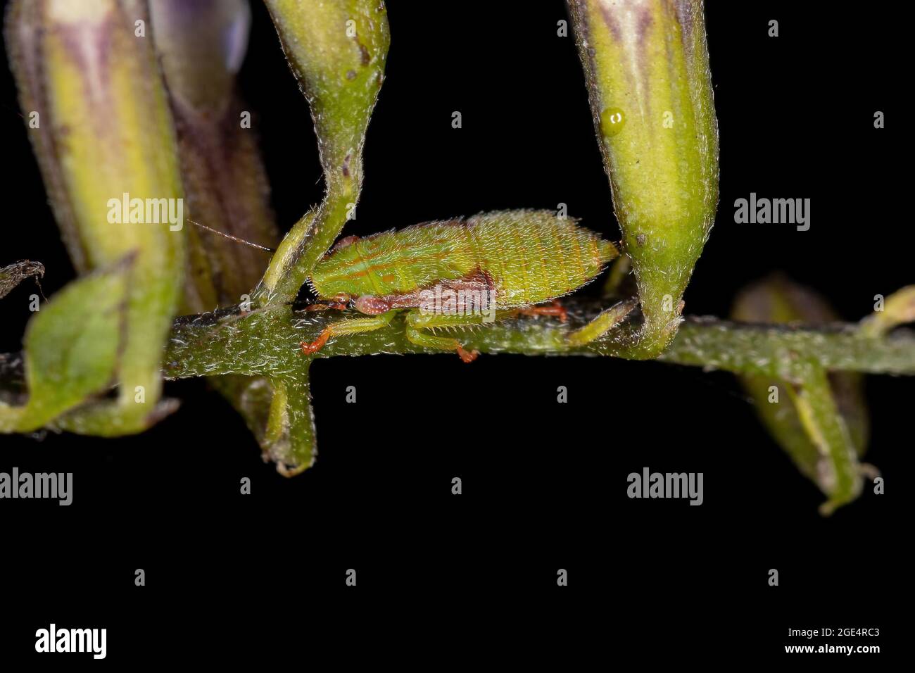 Cicadellidae animalia hi-res stock photography and images - Alamy