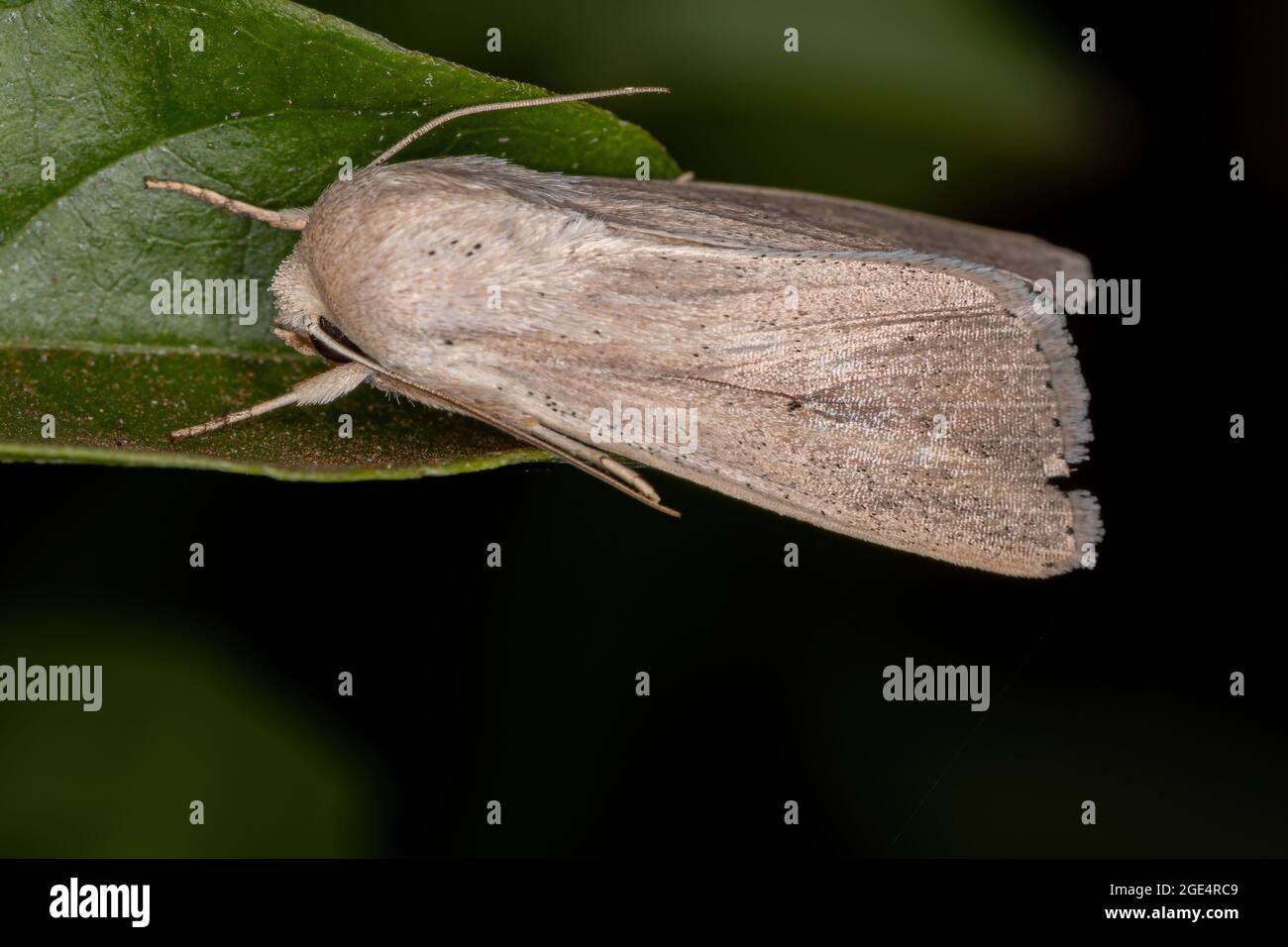 Adult Wainscot Moth of the Tribe Leucaniini Stock Photo - Alamy