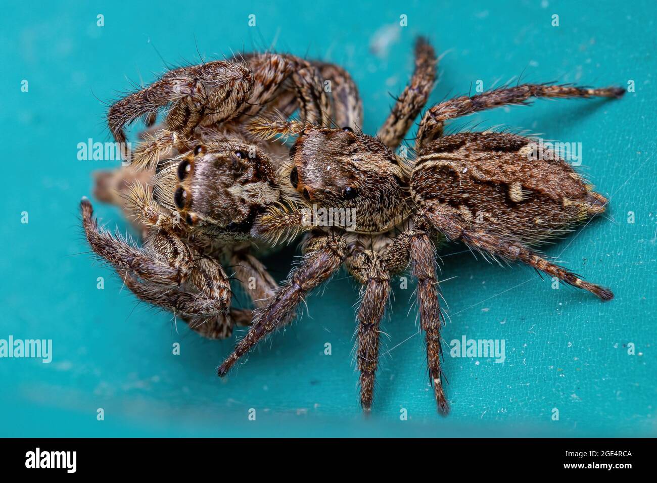 Female Adult Pantropical Jumping Spider of the species Plexippus ...