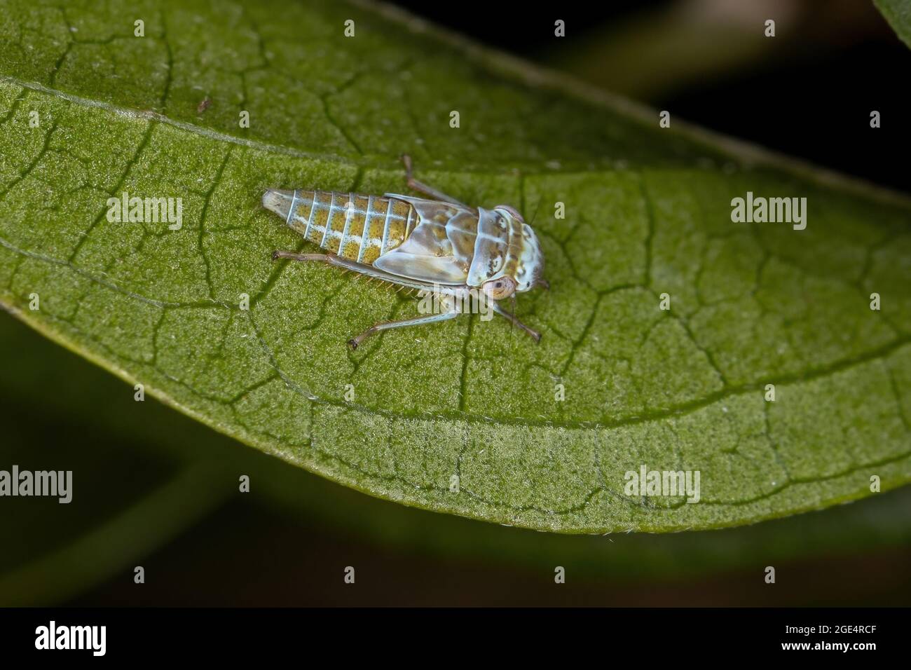 Leafhopper nymph hi-res stock photography and images - Alamy
