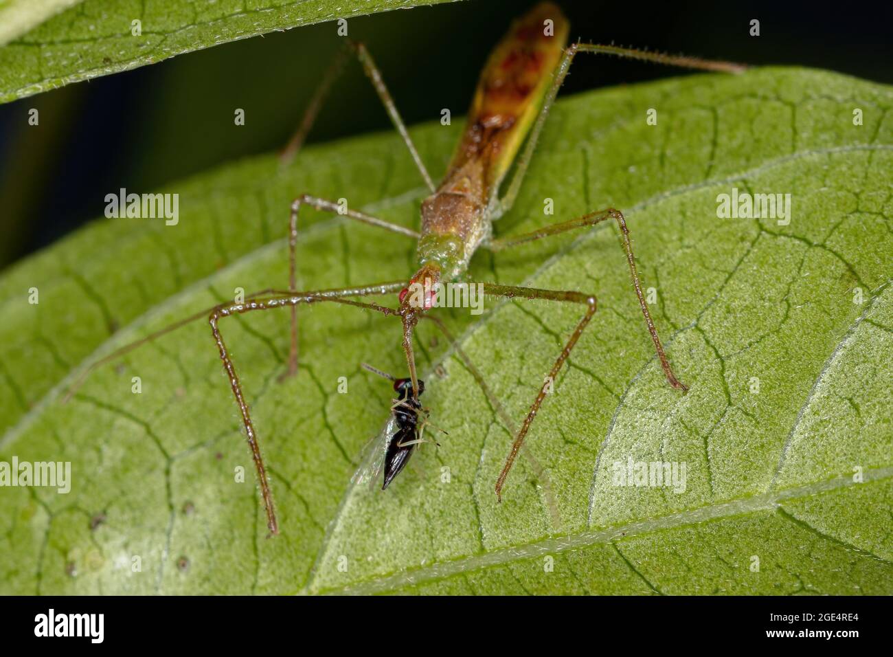 Adult Assassin Bug of the Tribe Harpactorini preying on a Chalcidoid ...