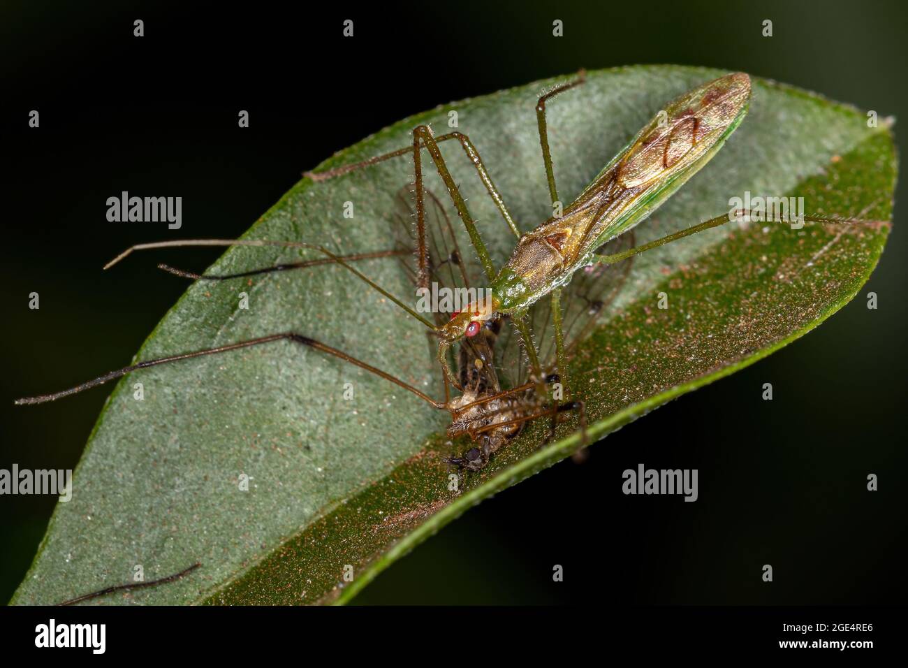 Adult Assassin Bug of the Tribe Harpactorini preying on a Adult ...