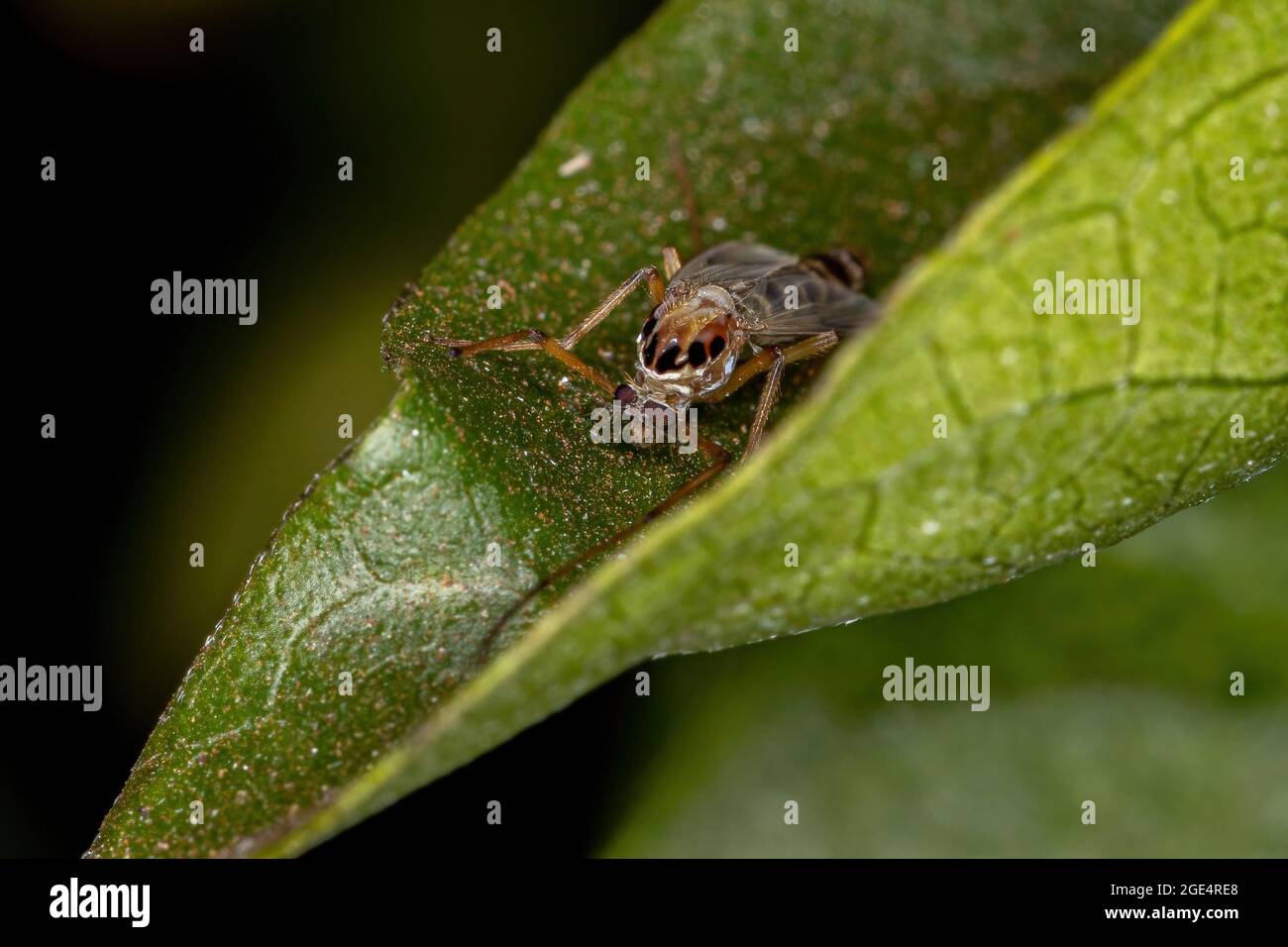 Adult Non-biting Midge of the Family Chironomidae Stock Photo - Alamy