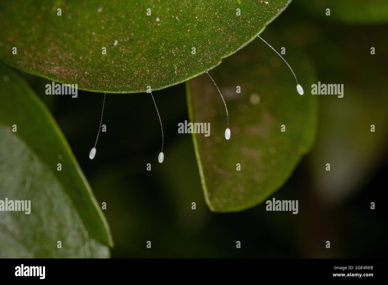 Green Lacewing Eggs of the Family Chrysopidae Stock Photo - Alamy