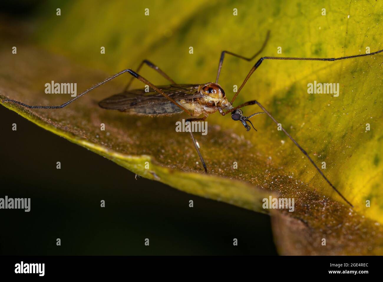 Cranefly limoniidae hi-res stock photography and images - Alamy