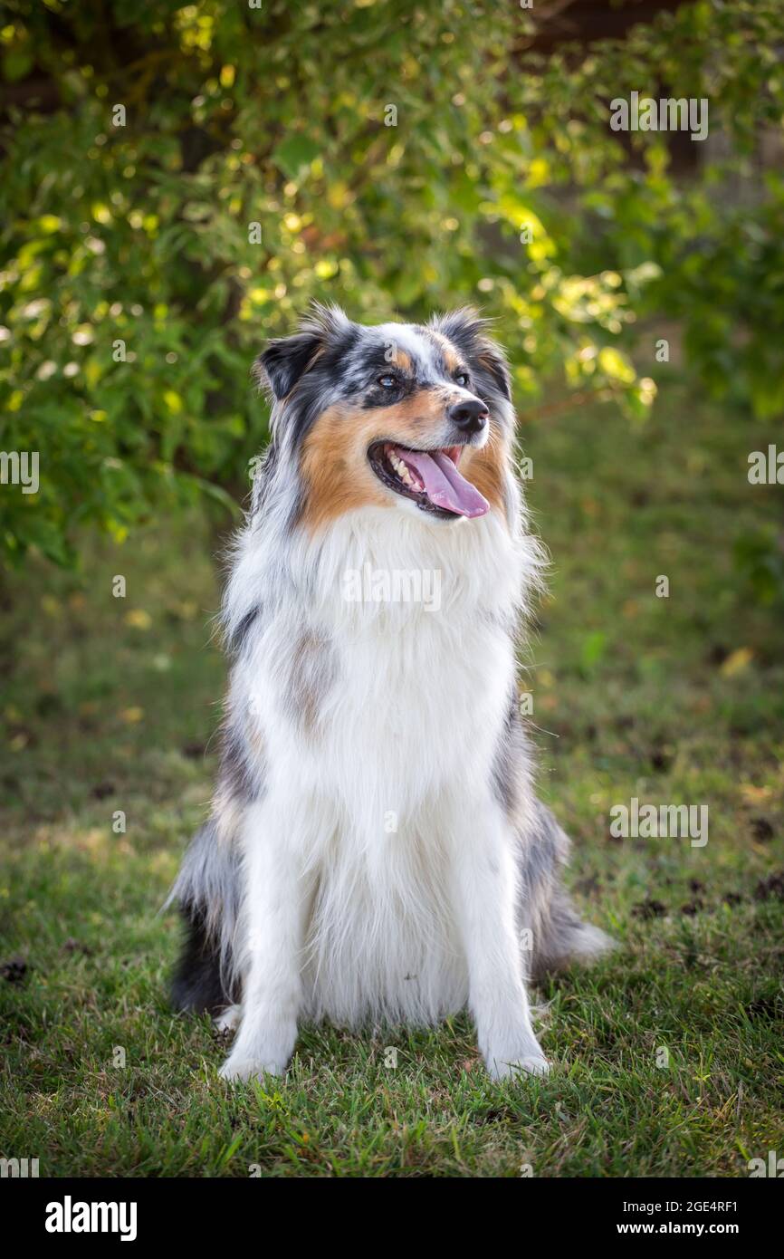 Blue merle Australian Shepherd dog Stock Photo - Alamy