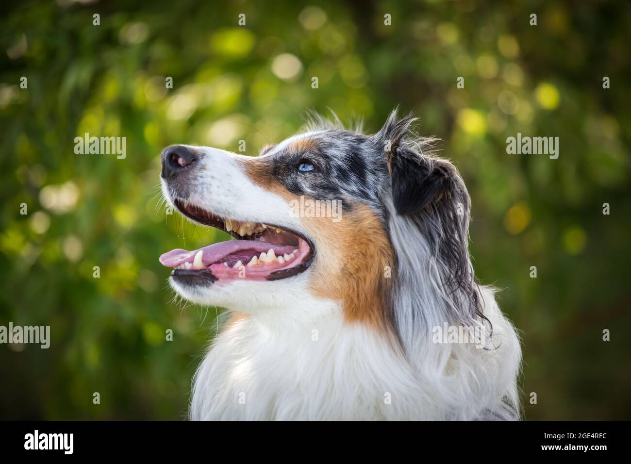 Blue merle Australian Shepherd dog Stock Photo - Alamy