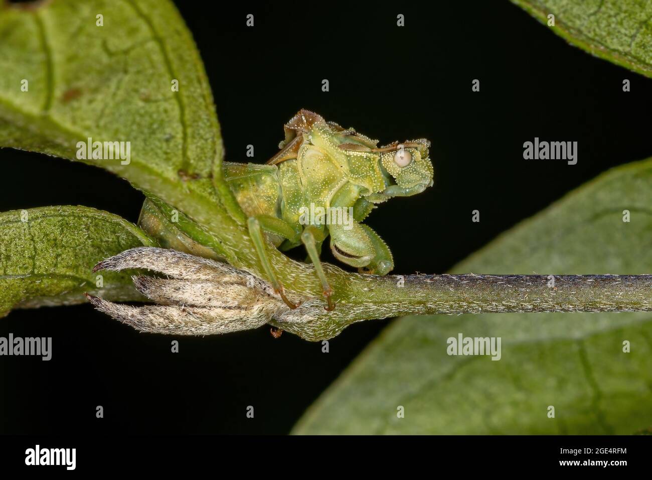Ambush bug hi-res stock photography and images - Alamy