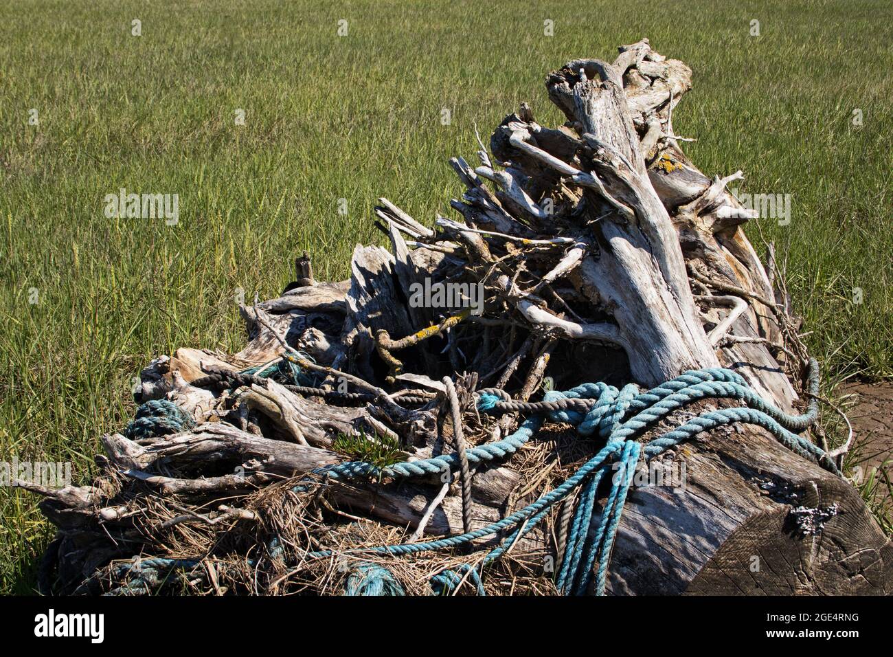 A blue rope tide around the root of a dead tree, acting as a mooring ...