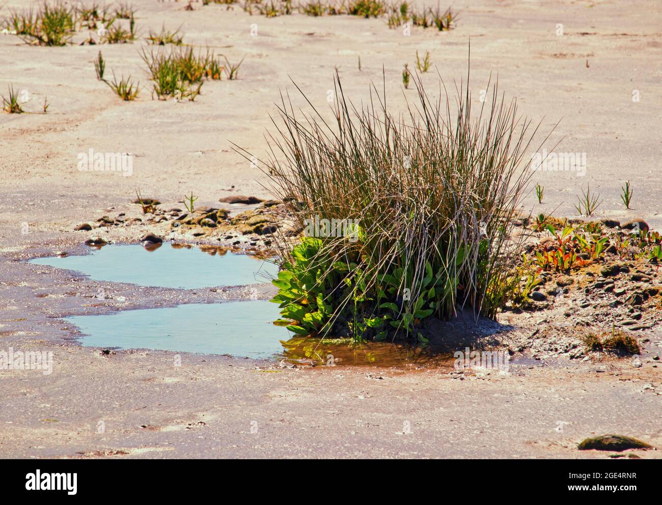 Morecambe bay sunderland point hi-res stock photography and images - Alamy