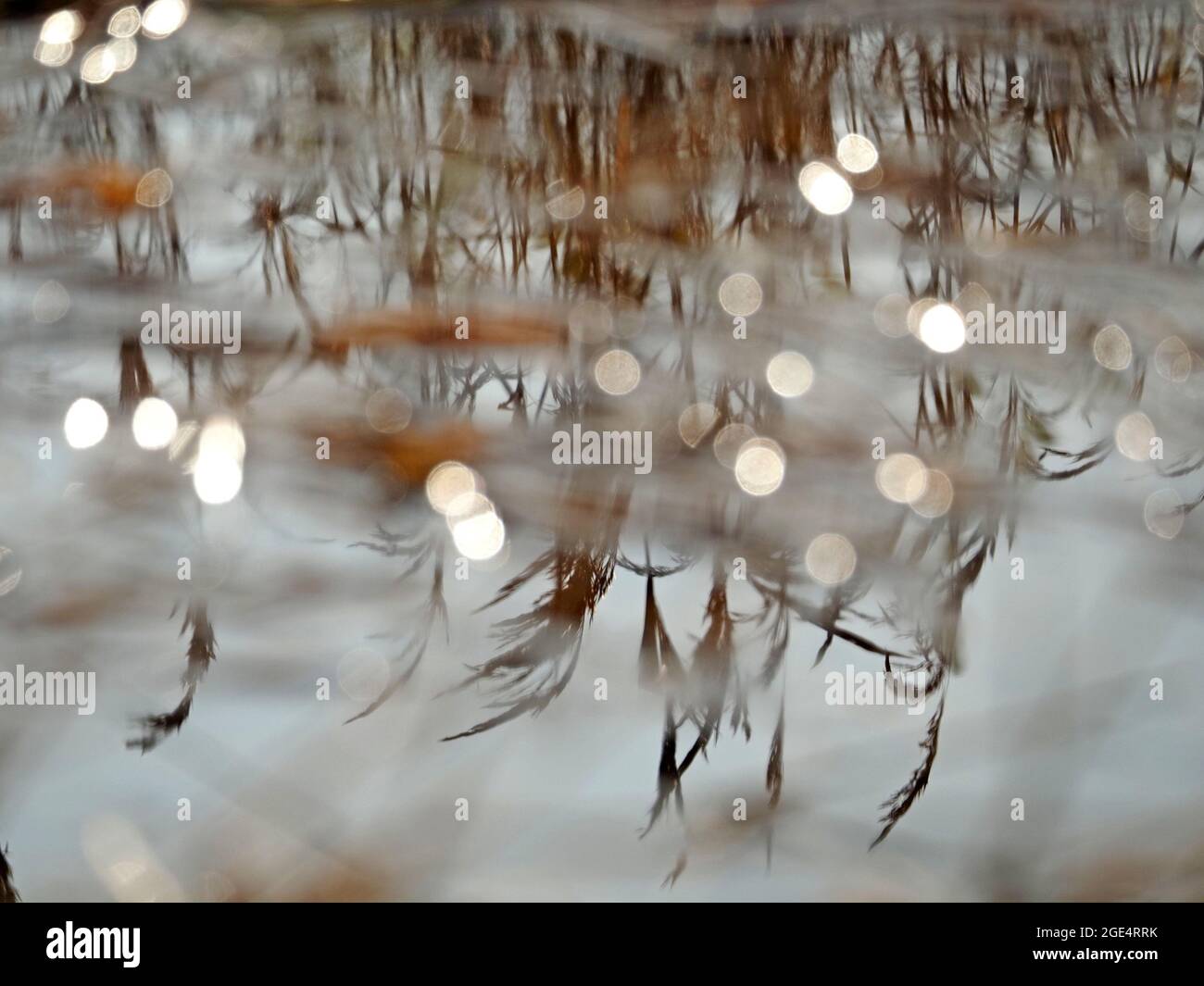 Reedbed reflections - reed seedheads contrast with out of focus ...