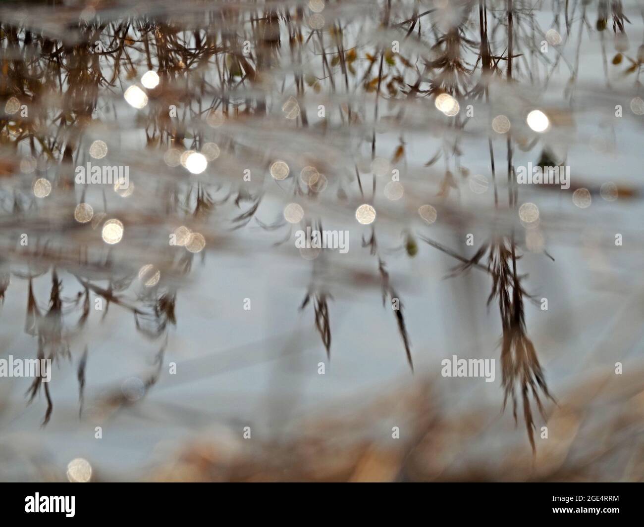 Reedbed reflections - reed seedheads contrast with out of focus ...
