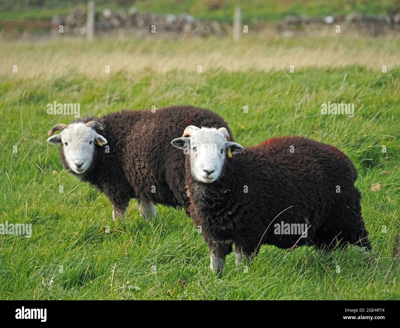 2 cute Herdwick Sheep with distinctive dark fleece and white face stare ...