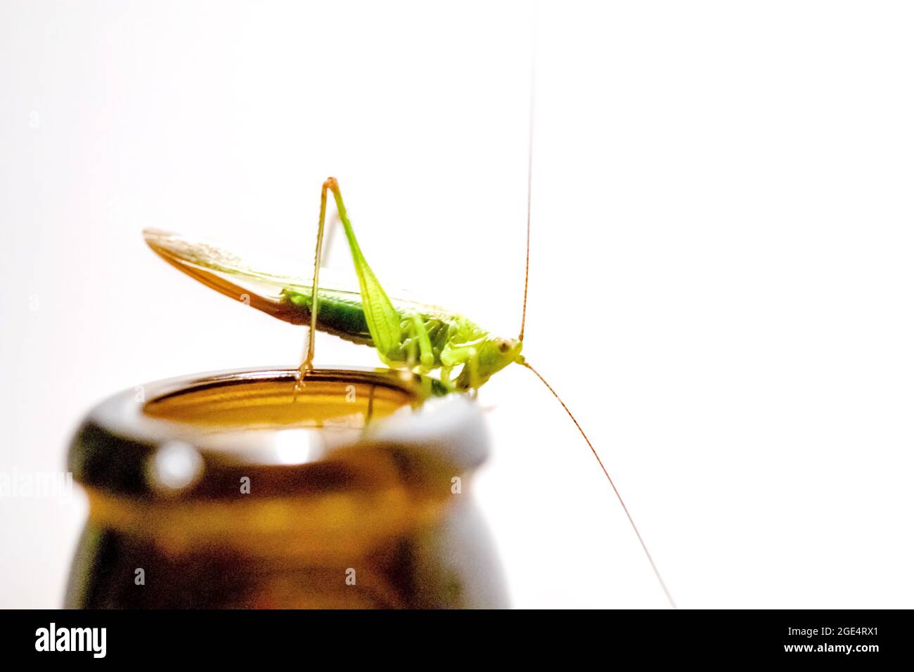 African migratory locust hi-res stock photography and images - Alamy