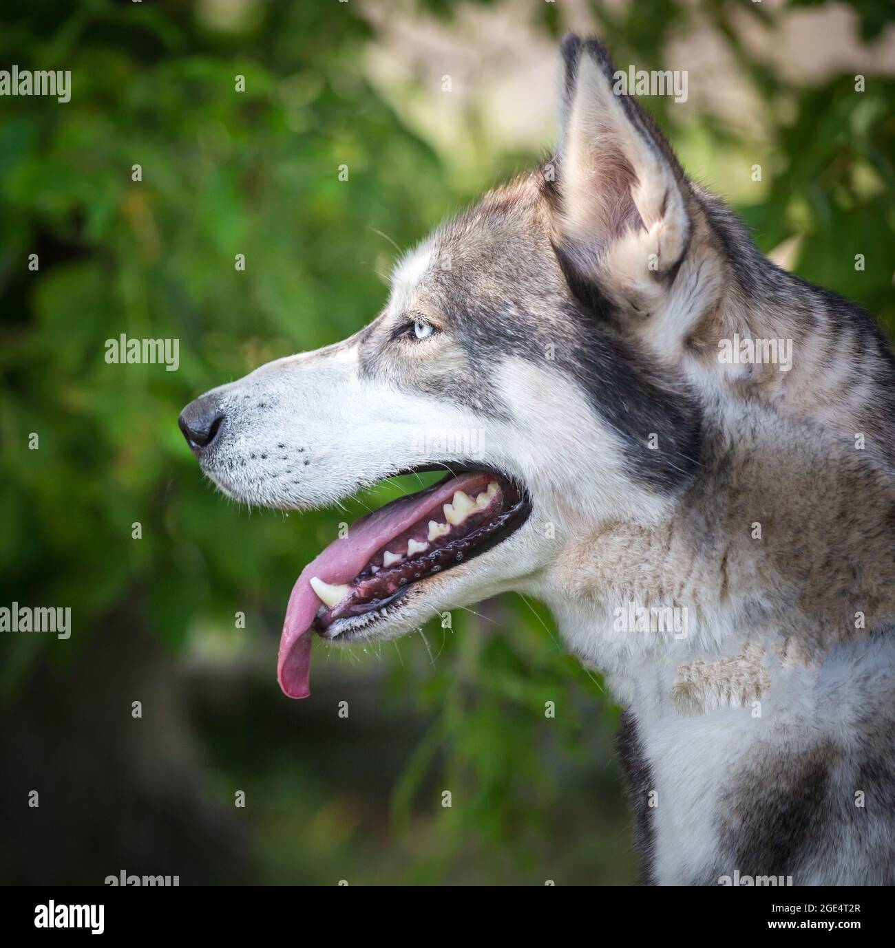 Portrait siberian husky hi-res stock photography and images - Alamy