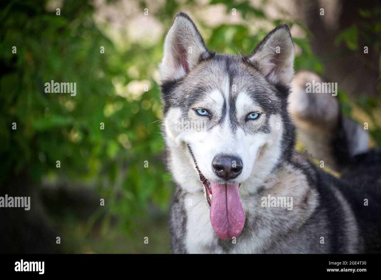 Portrait siberian husky hi-res stock photography and images - Alamy