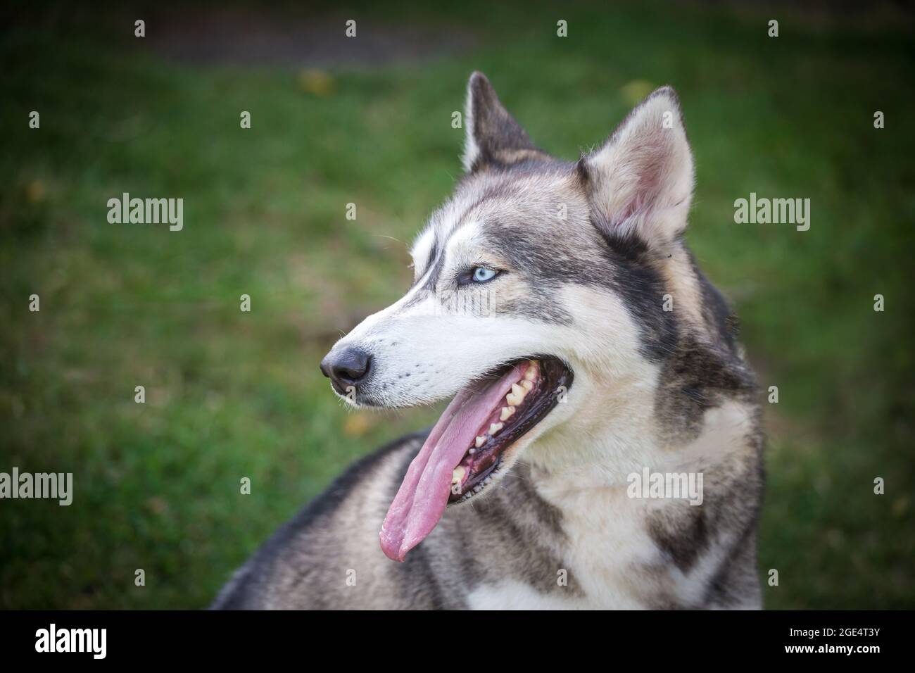 Portrait siberian husky hi-res stock photography and images - Alamy