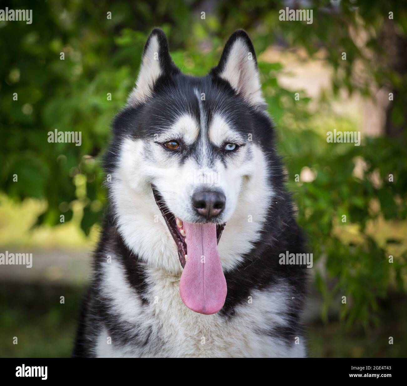 Malamute breed hi-res stock photography and images - Alamy