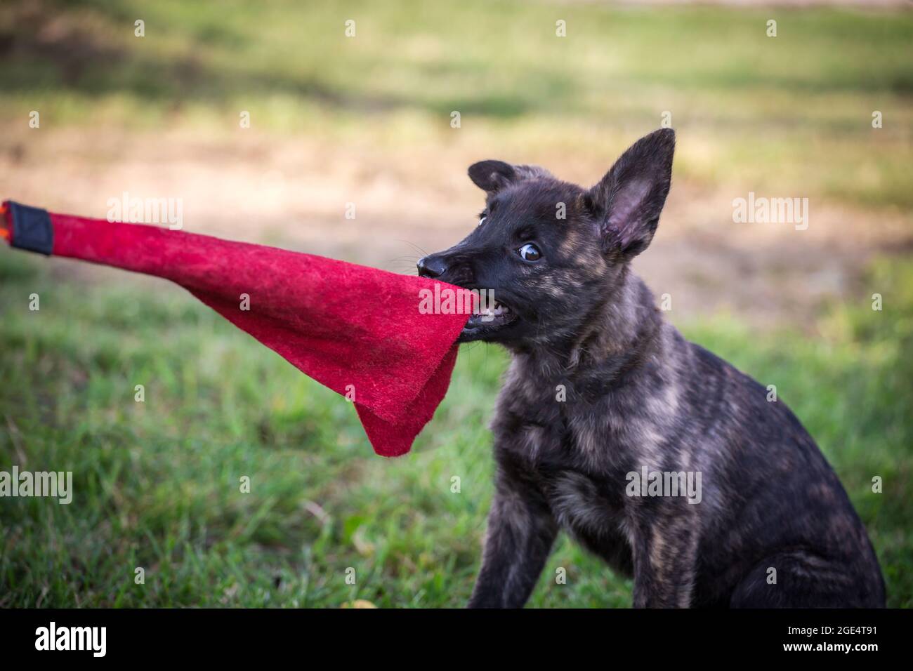 Dutch Shepherd, Hollandse Herdershond puppy playing with a toy Stock ...