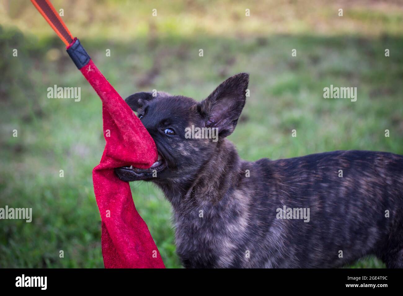 Dutch Shepherd, Hollandse Herdershond puppy playing with a toy Stock ...