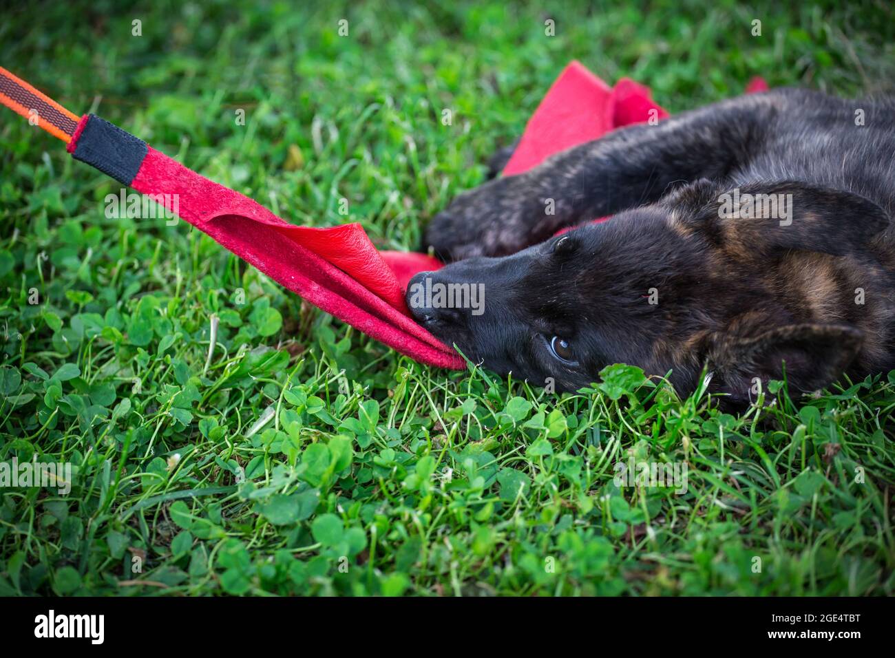 Dutch Shepherd, Hollandse Herdershond puppy playing with a toy Stock ...