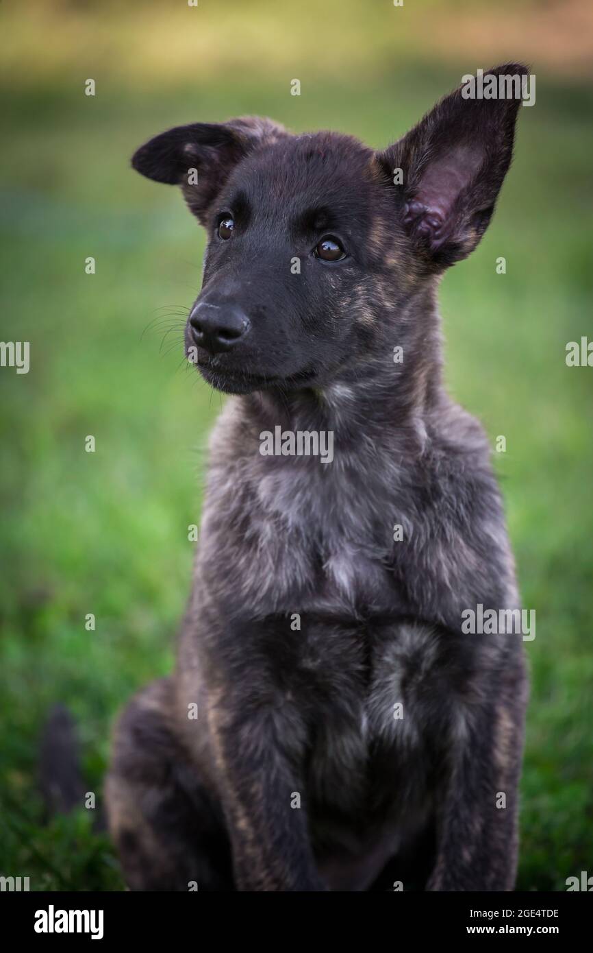 Dutch Shepherd, Hollandse Herdershond puppy Stock Photo - Alamy