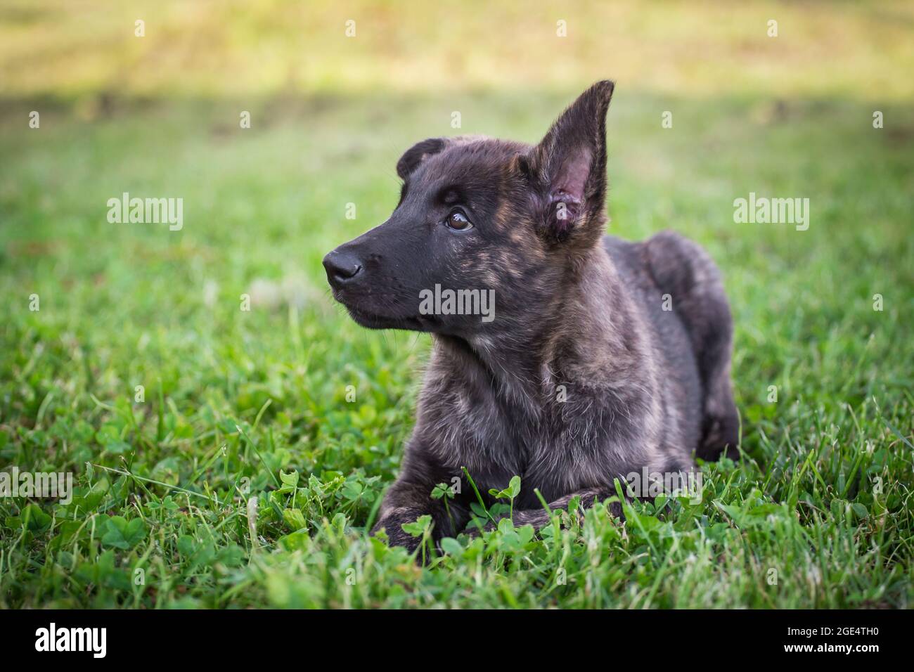 Dutch Shepherd, Hollandse Herdershond puppy Stock Photo - Alamy