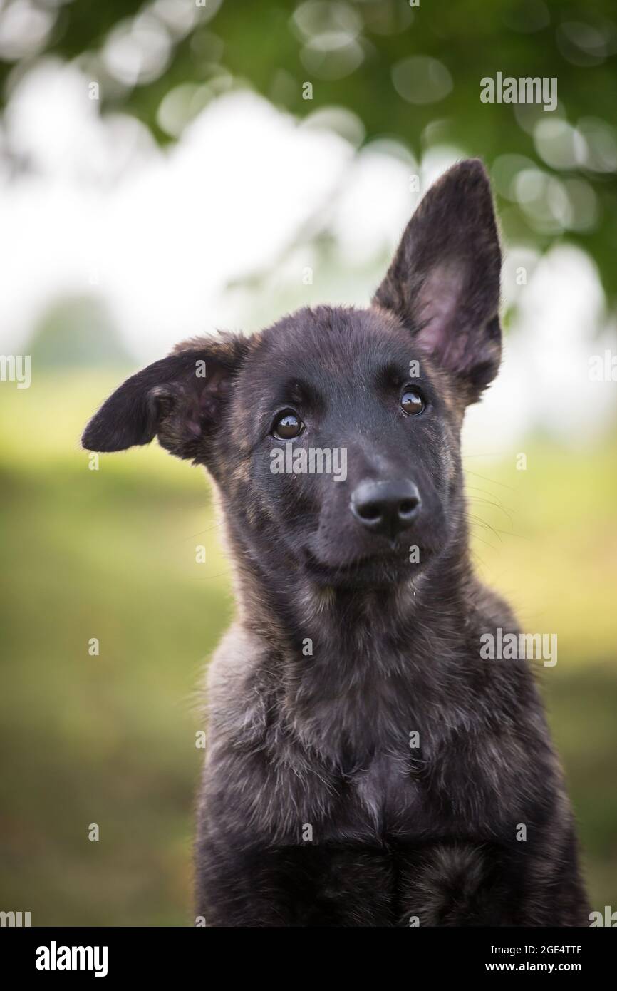 Dutch Shepherd, Hollandse Herdershond puppy Stock Photo - Alamy