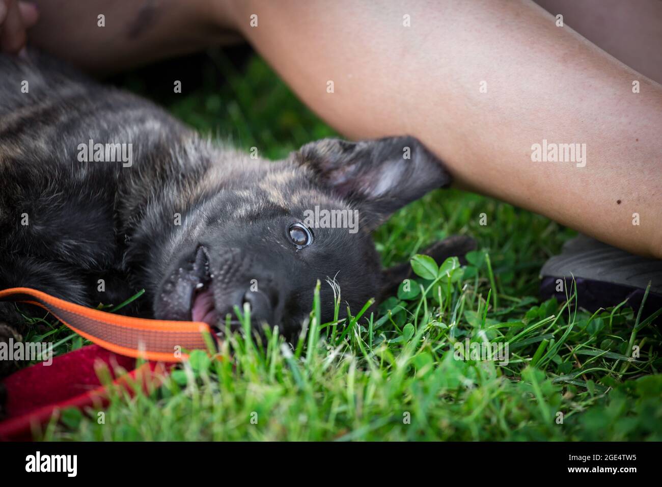 Dutch Shepherd, Hollandse Herdershond puppy playing with a toy Stock ...