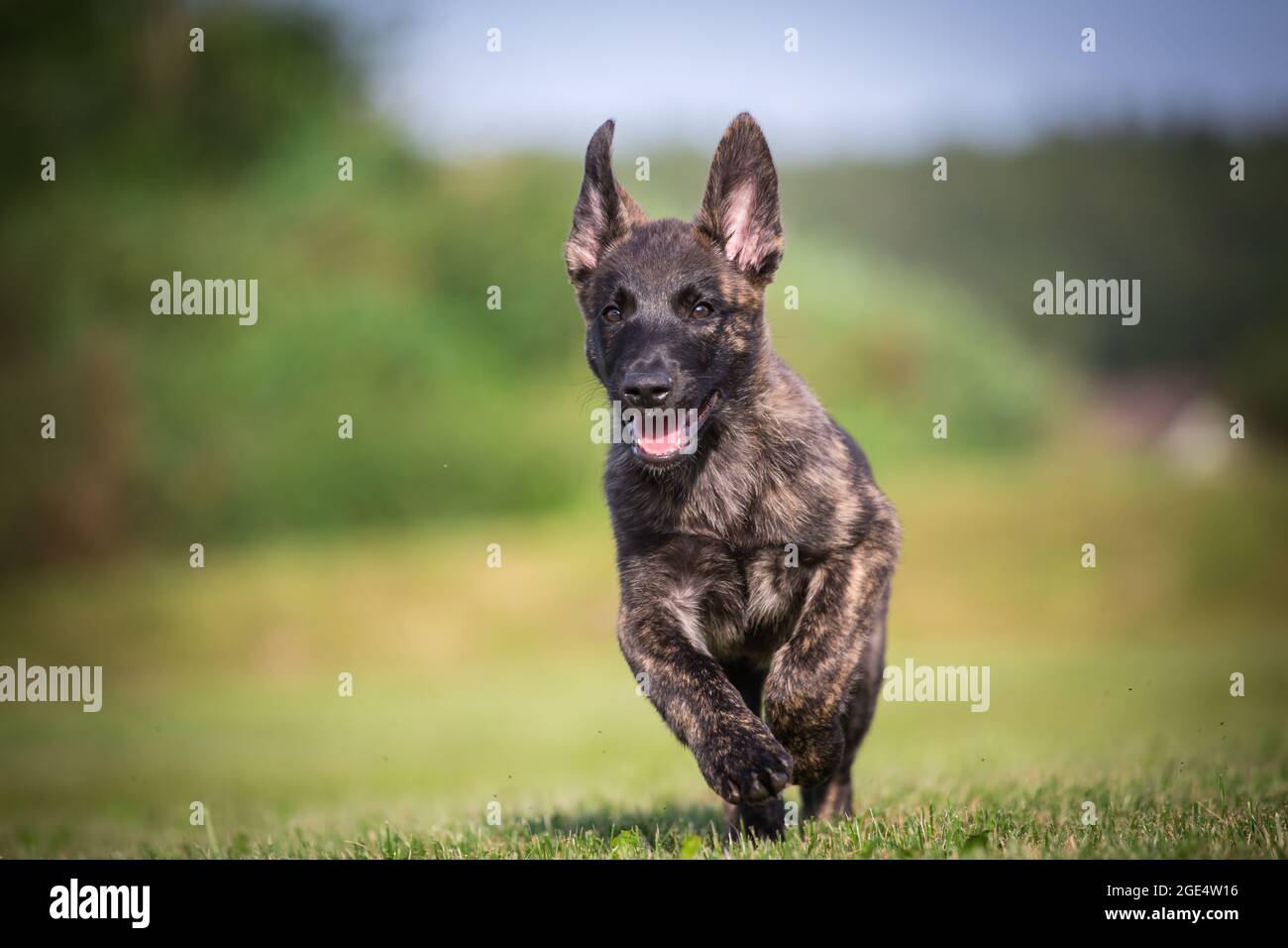 Dutch Shepherd, Hollandse Herdershond puppy running Stock Photo - Alamy