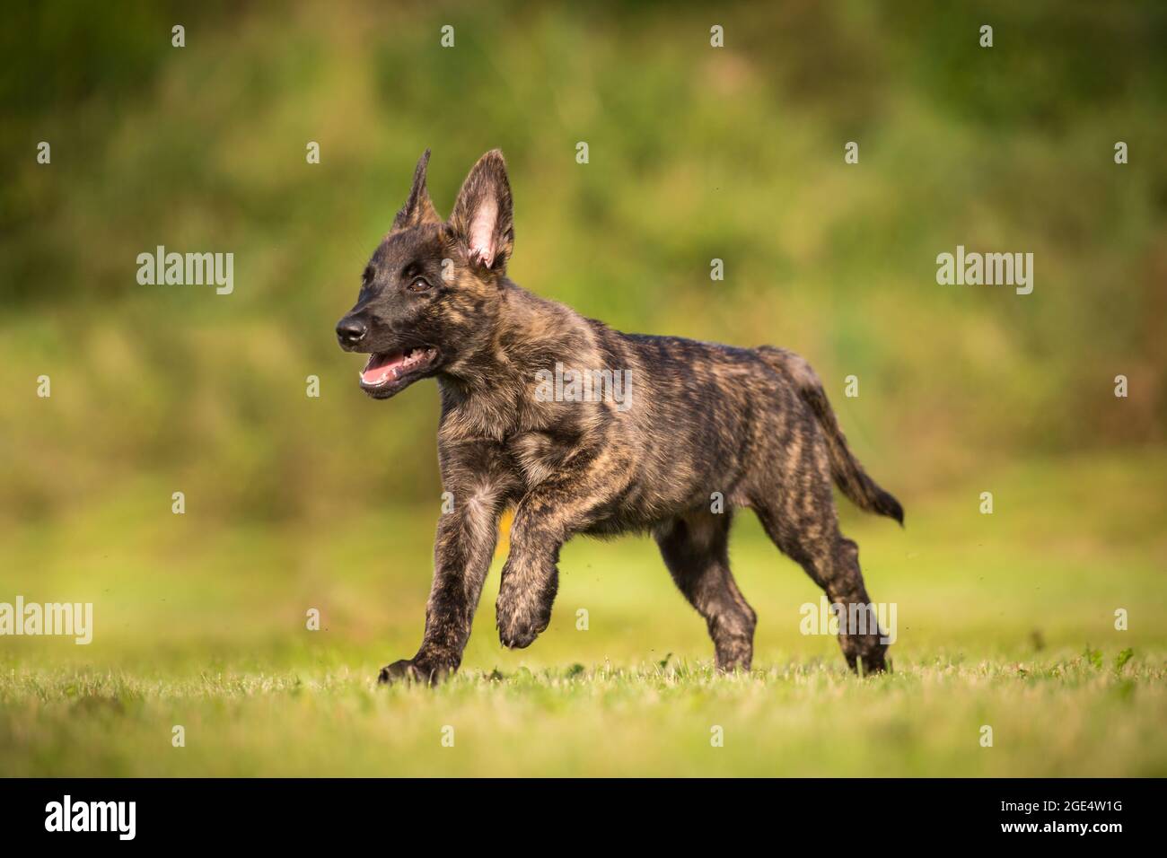 Dutch Shepherd, Hollandse Herdershond puppy running Stock Photo - Alamy
