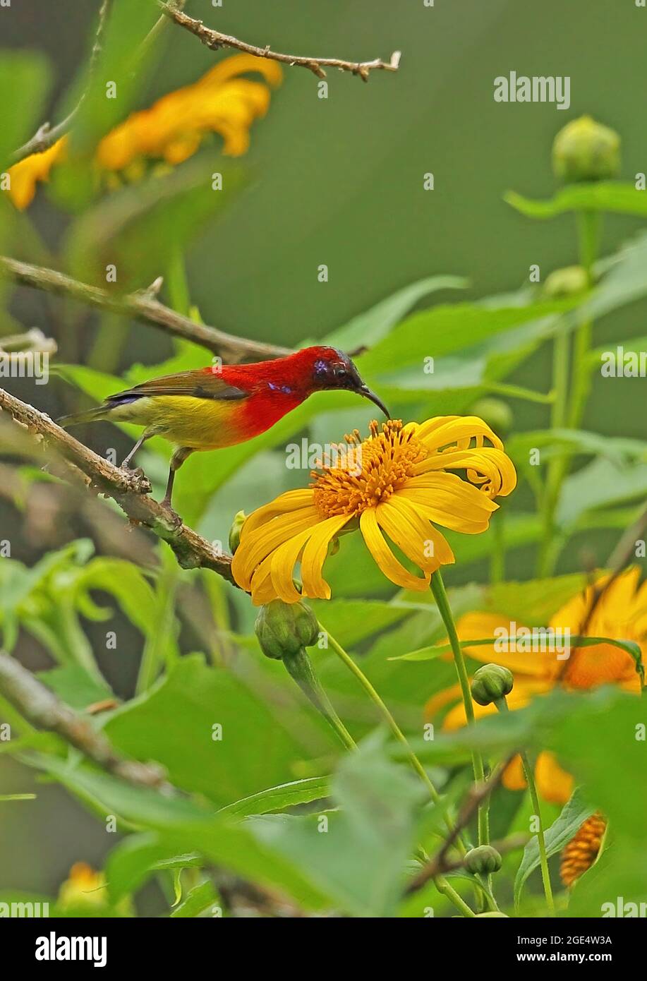 Mrs Gould's Sunbird (Aethopyga gouldiae dadryii) adult male feeding on ...