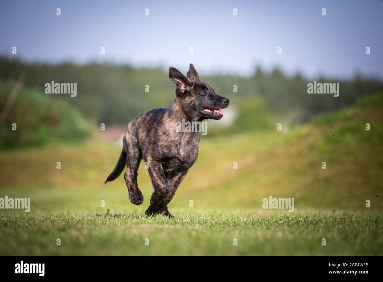 Dutch Shepherd, Hollandse Herdershond puppy running Stock Photo - Alamy