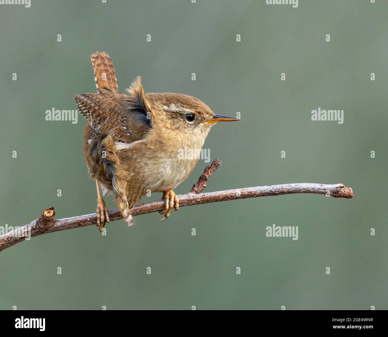 Jenny wrens hi-res stock photography and images - Alamy