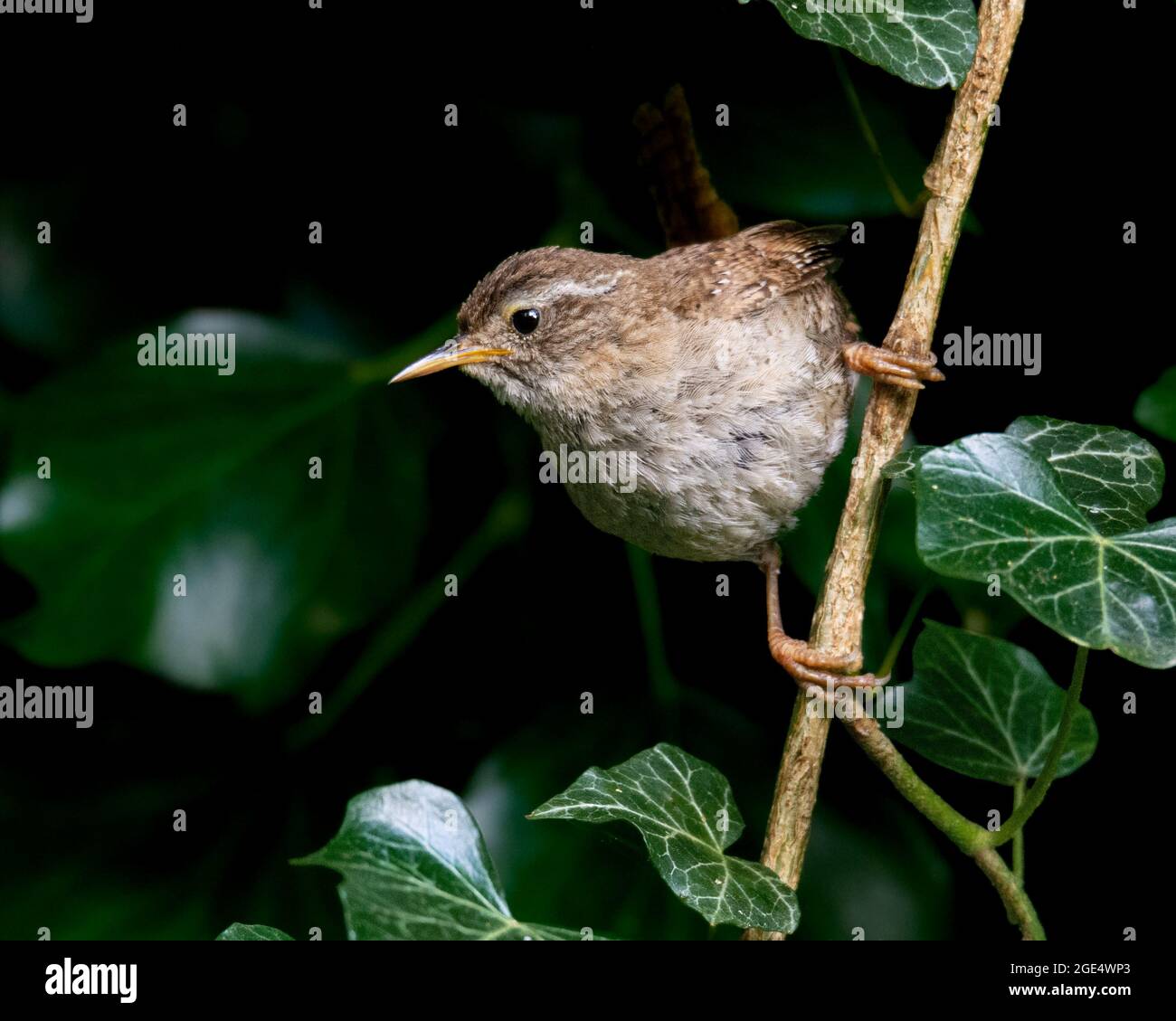 Wren clinging to a branch hi-res stock photography and images - Alamy