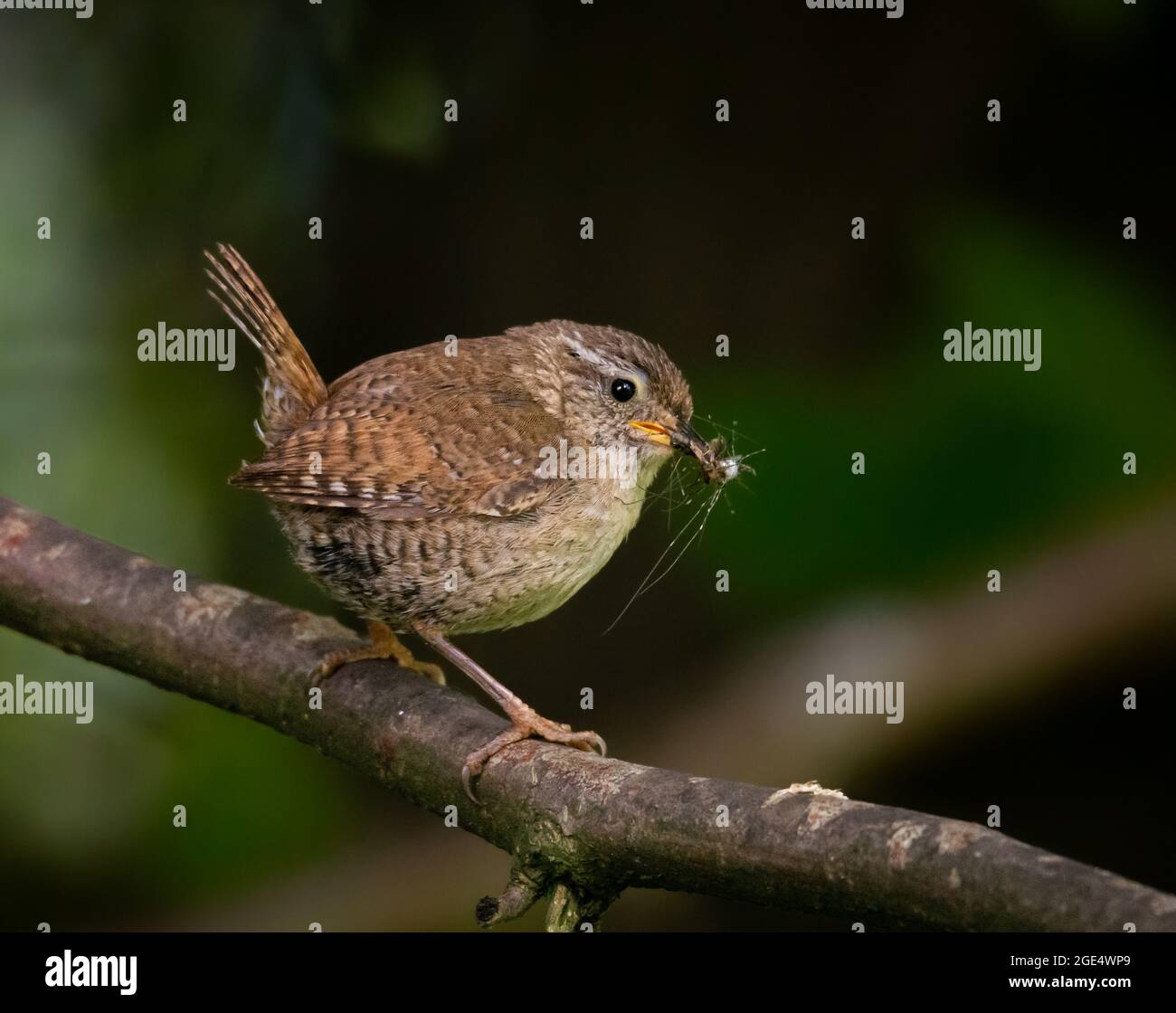 Wren collecting insects hi-res stock photography and images - Alamy