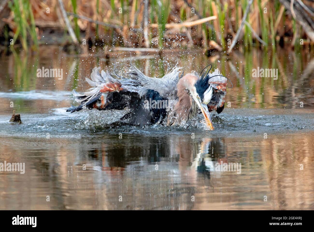Bird bath splashing hi-res stock photography and images - Alamy