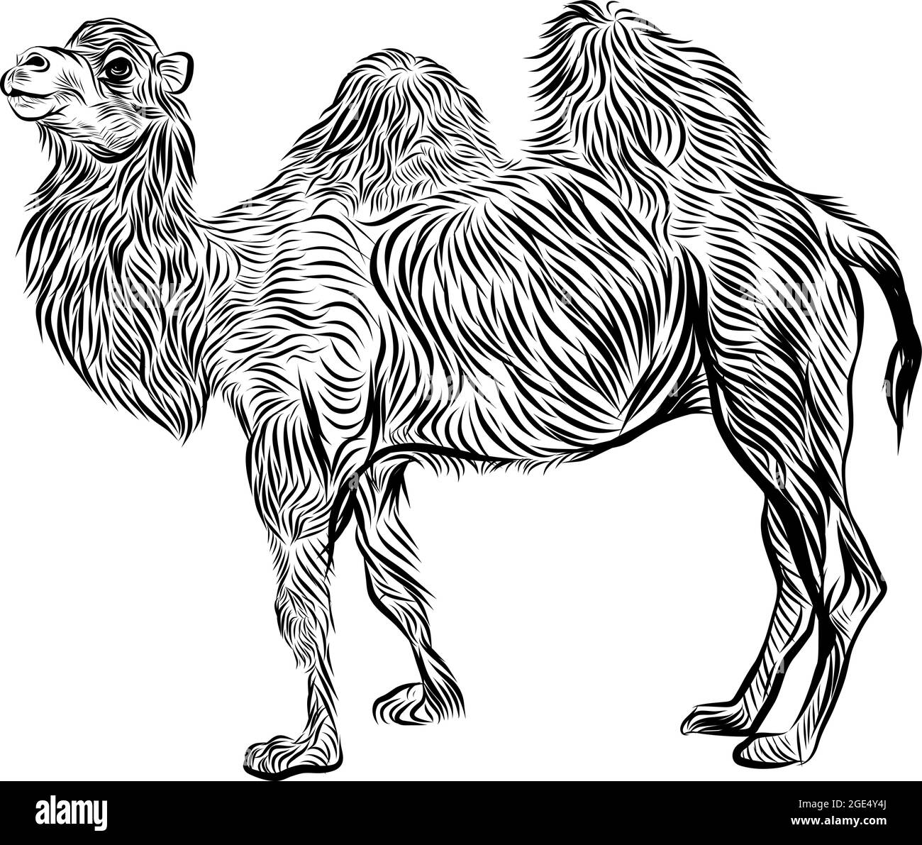 Nomad camels Stock Vector Images - Alamy