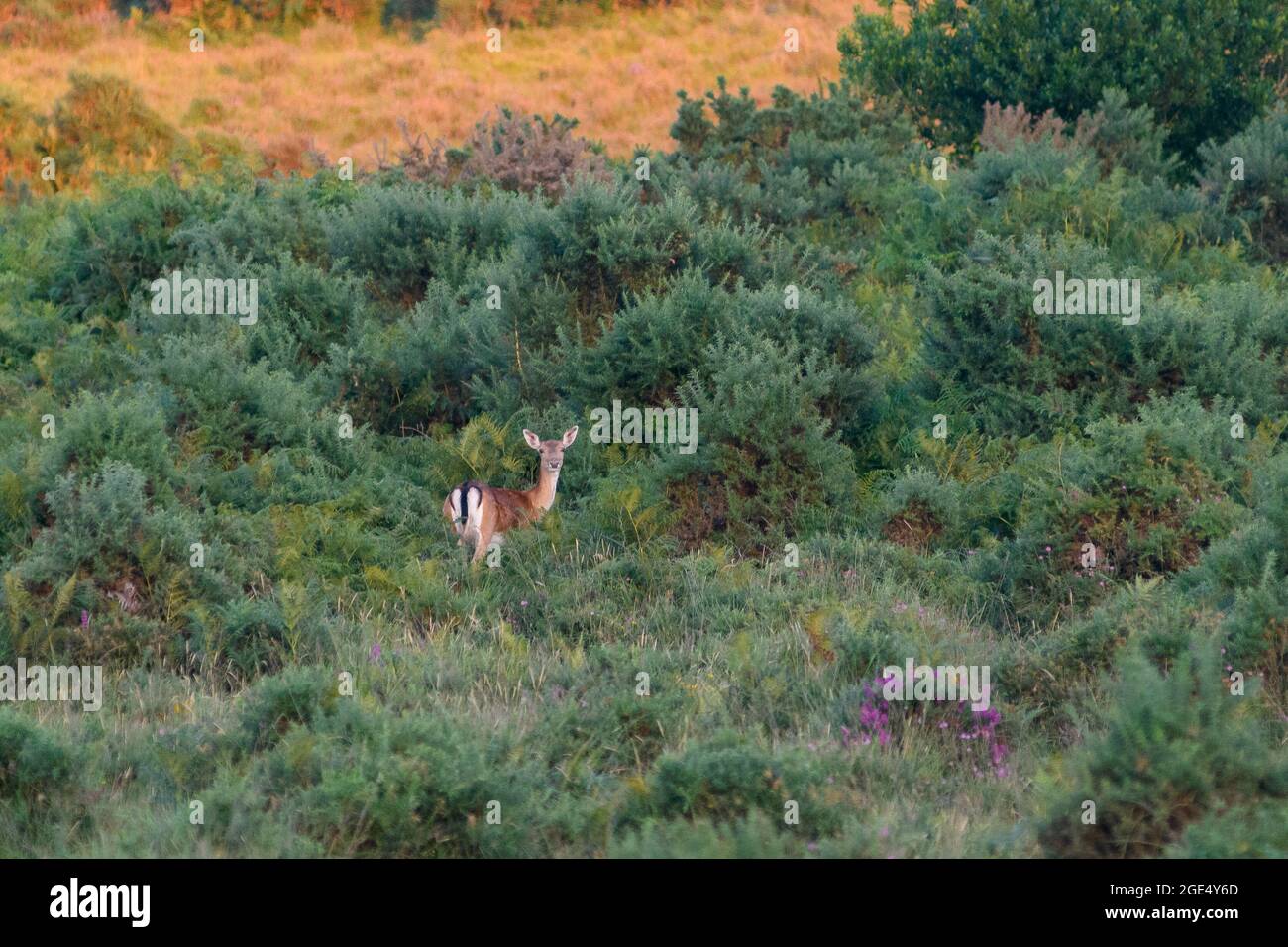 Fallow deer, New Forest, Hampshire, UK in August Stock Photo - Alamy