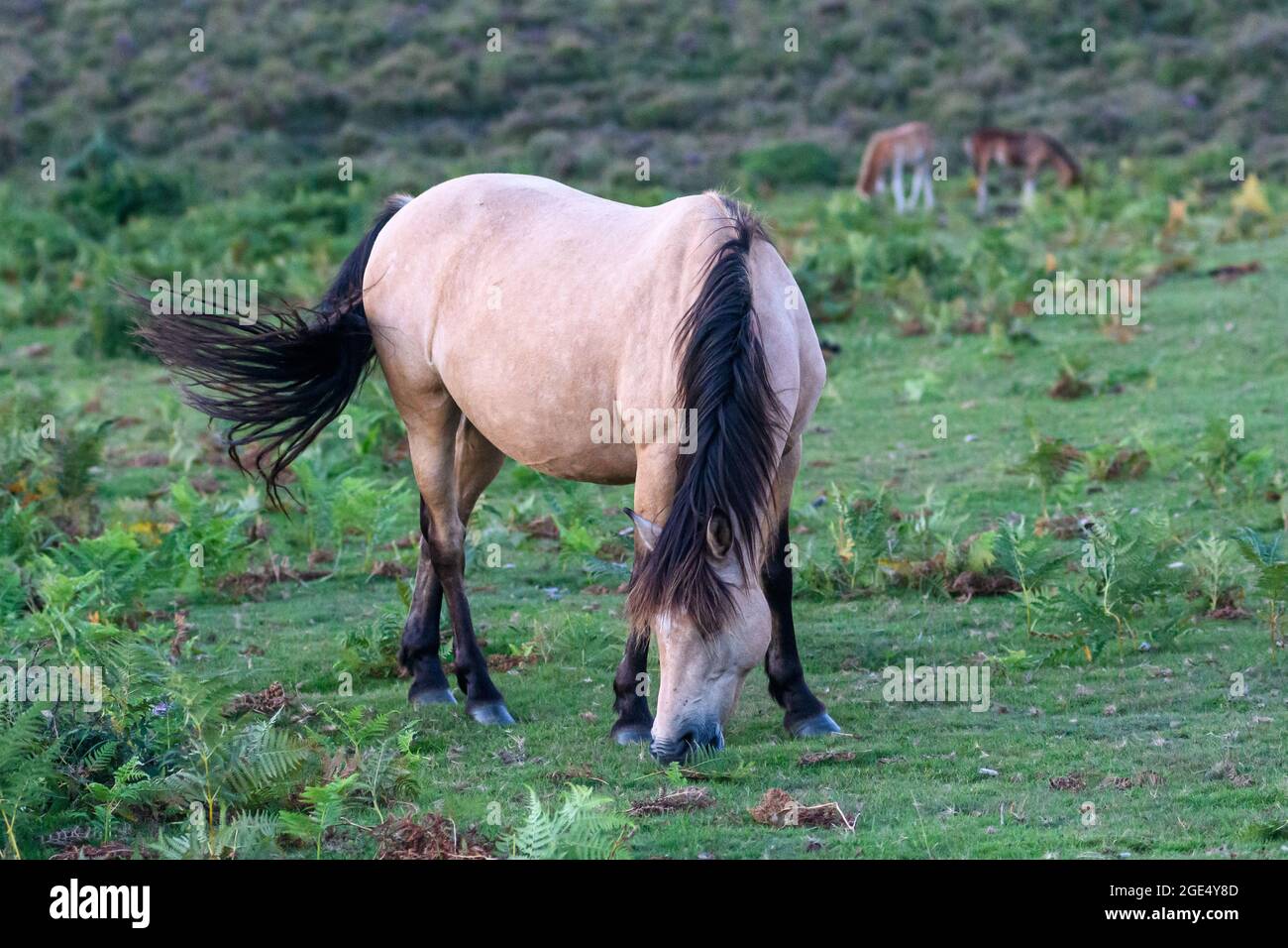 Fawn colour hi-res stock photography and images - Alamy