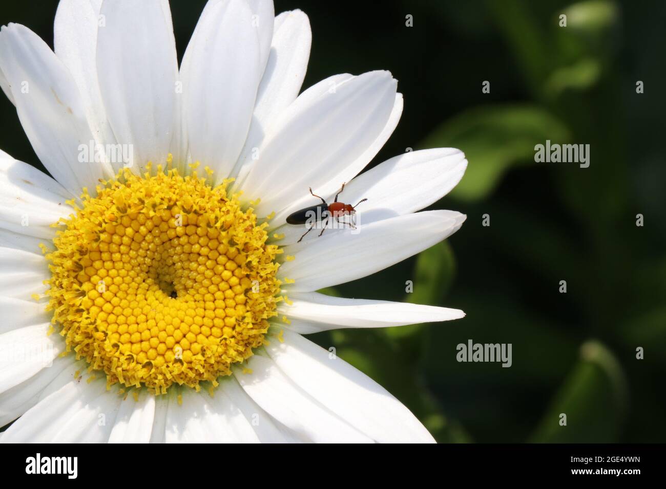 A Clover Stem Borer (Languria mozardi) climbs across a Daisy in ...