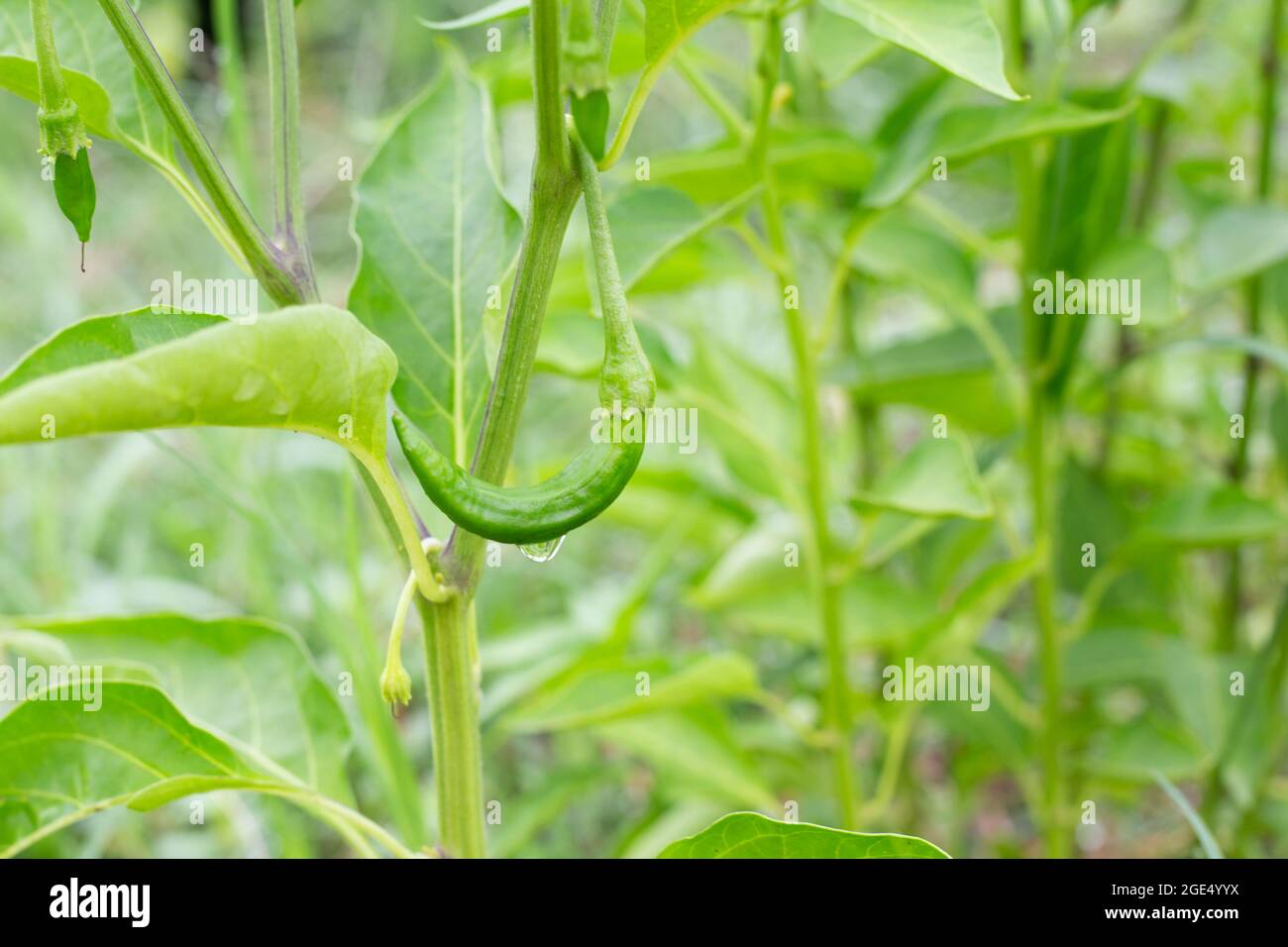 Growing red hot pepper. Growing vegetables in the garden Stock Photo ...