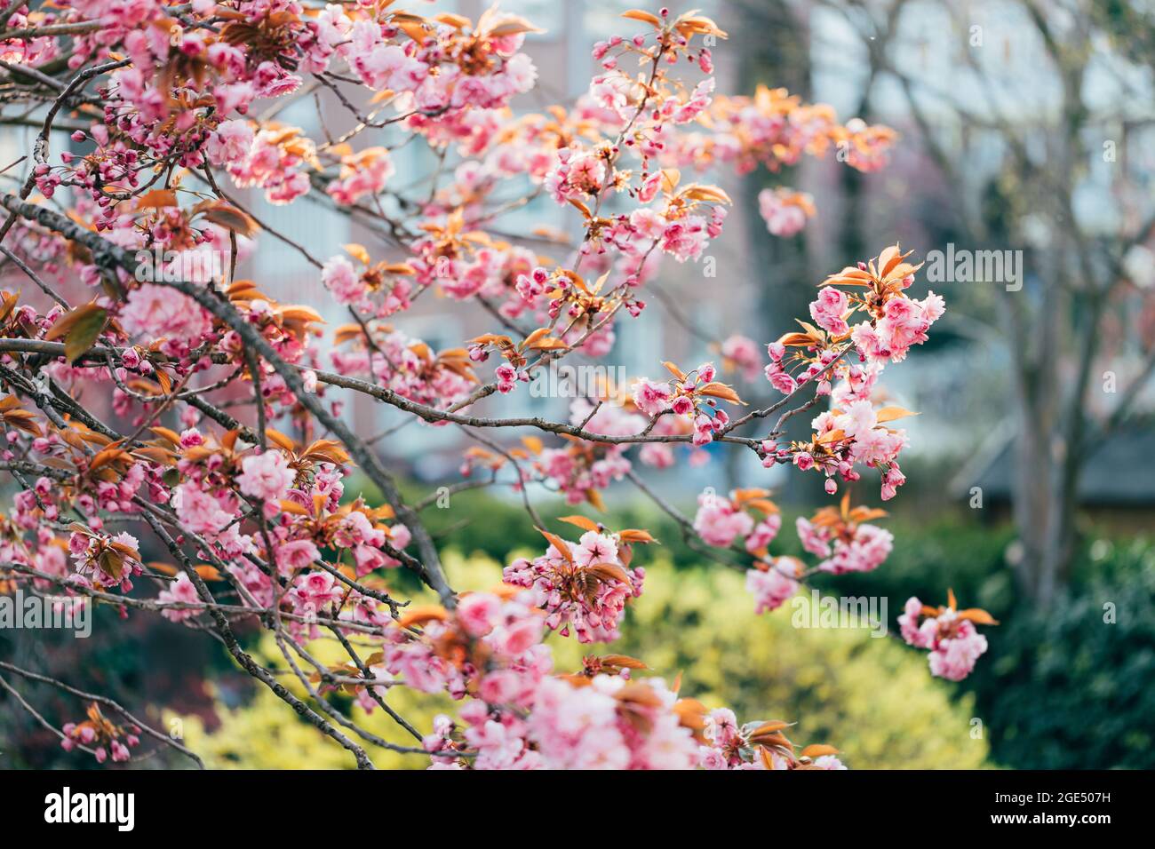 Blooming sakura in spring time on sunset Stock Photo - Alamy