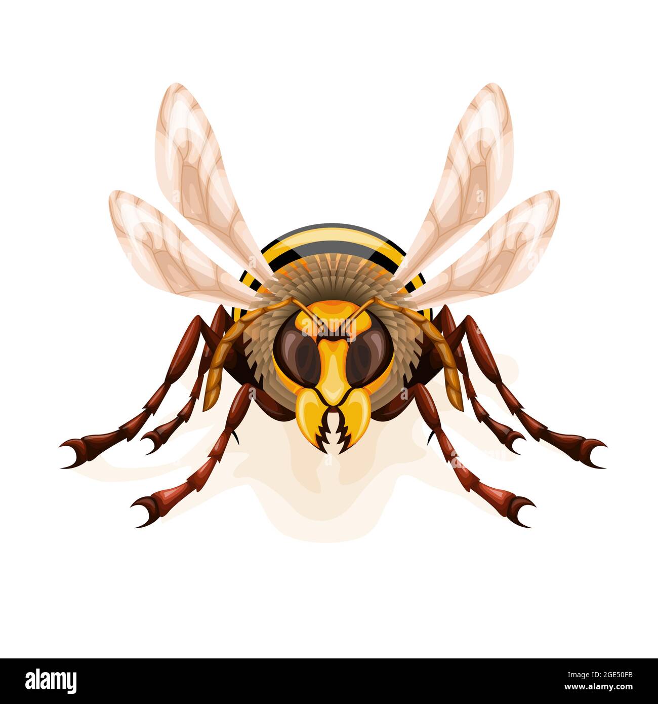 Vector isolated image of a wasp on a white background in full face ...