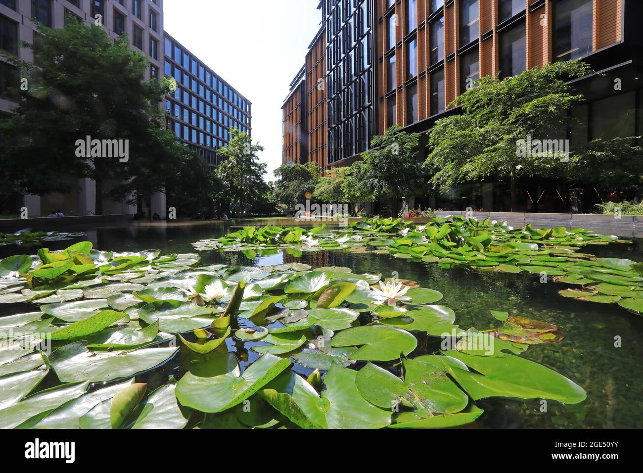 Water lillies flowering in Pancras Square, behind Kings Cross, in north ...