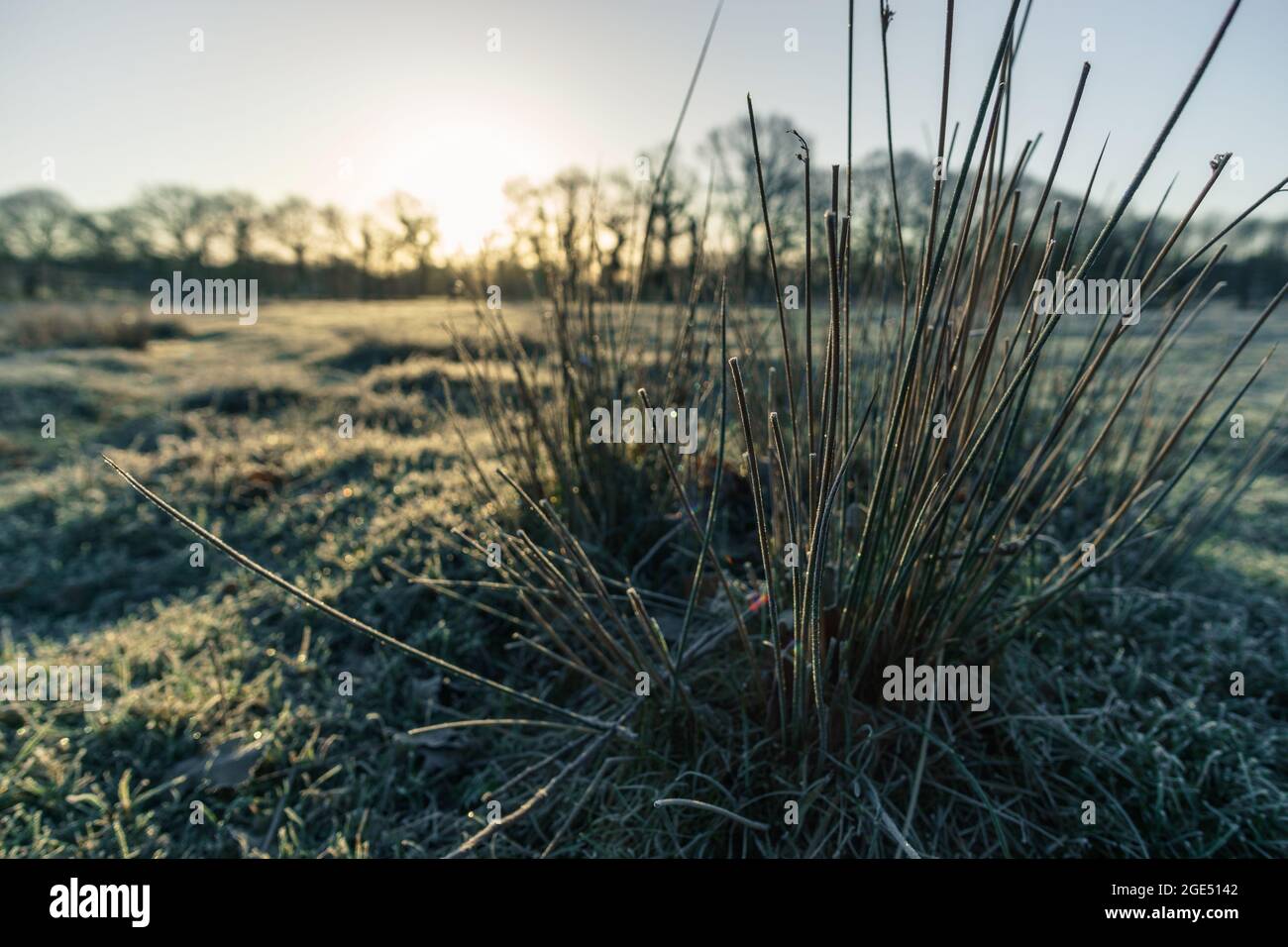 Frozen grass field winter cold temperature hi-res stock photography and ...